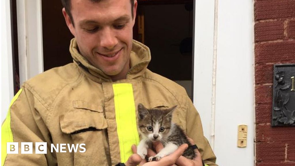 Fire crew rescues kitten trapped for 10 miles in engine - BBC News