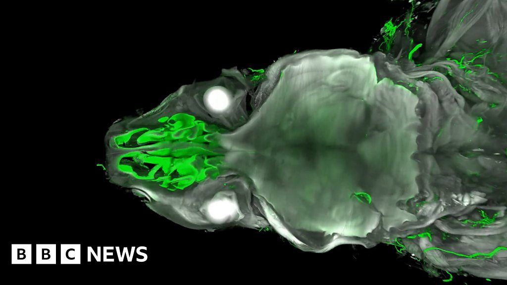 Transparent mouse could improve cancer drug tests