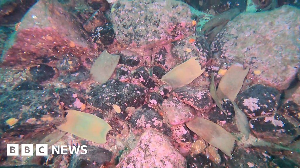 Rare flapper skate 'nurseries' off Skye could be set for greater ...