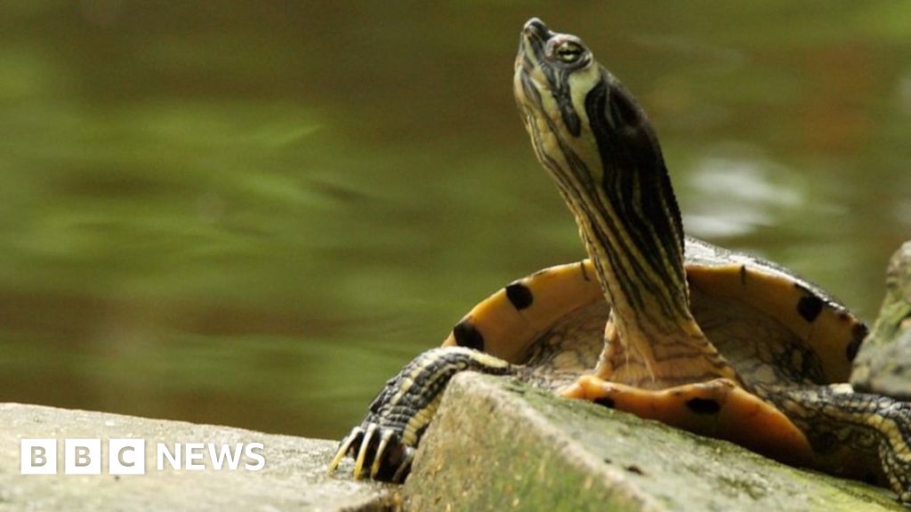 Teenage Mutant Ninja Turtles 'led to Cardiff lake influx' - BBC News