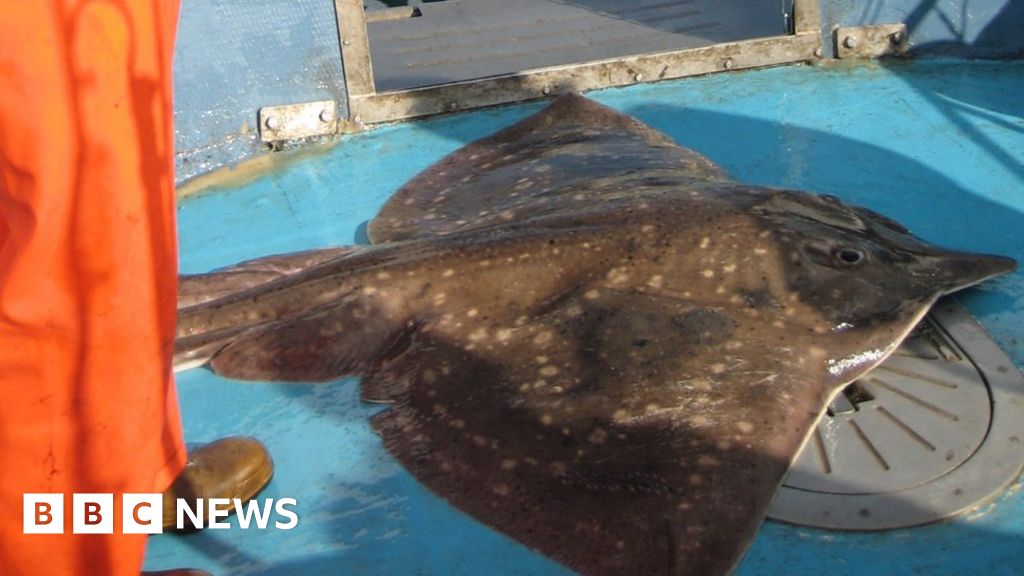 Volunteers sought for rare fish spotting project