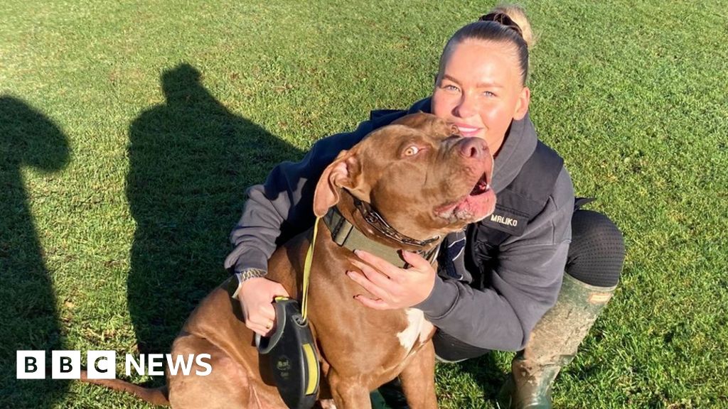XL bully dog owner campaigns to overturn ban - BBC News