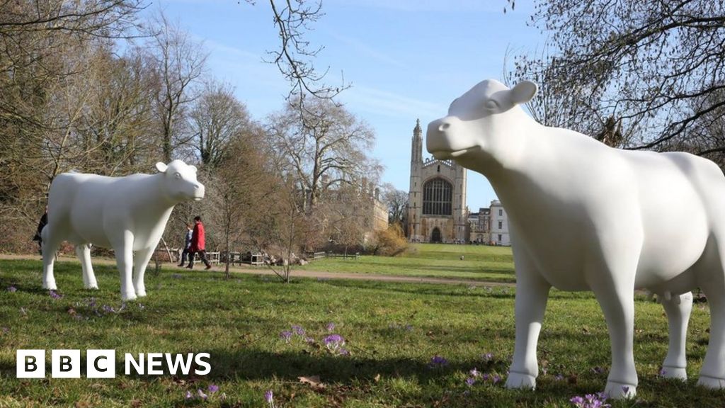 Cows about Cambridge: Herd of 50 statues for art trail - BBC News