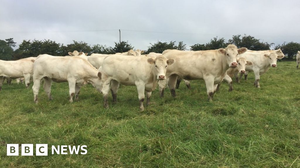 NI beef approved for Philippines export - BBC News