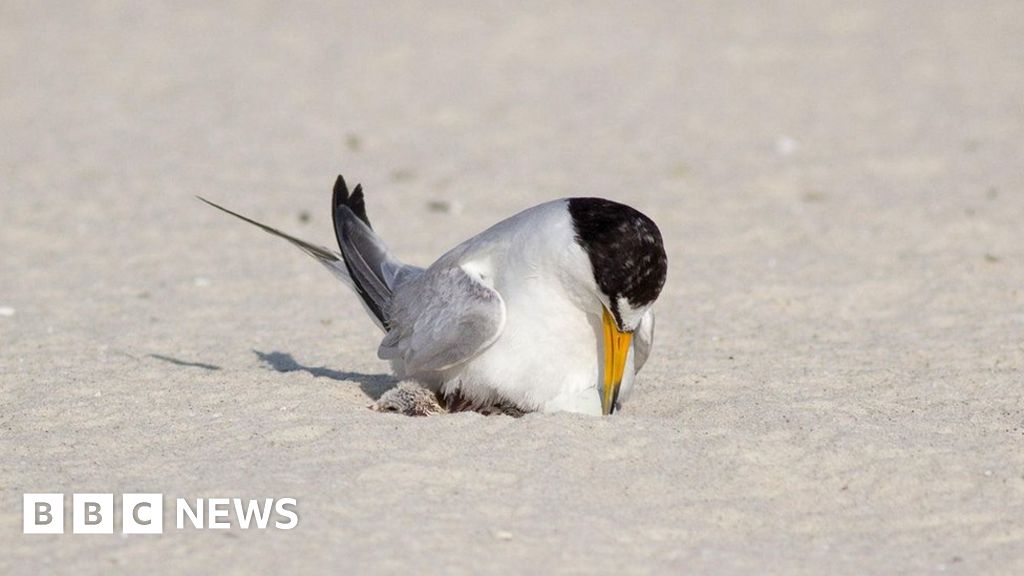 US beachgoers may have killed hundreds of protected birds - BBC News