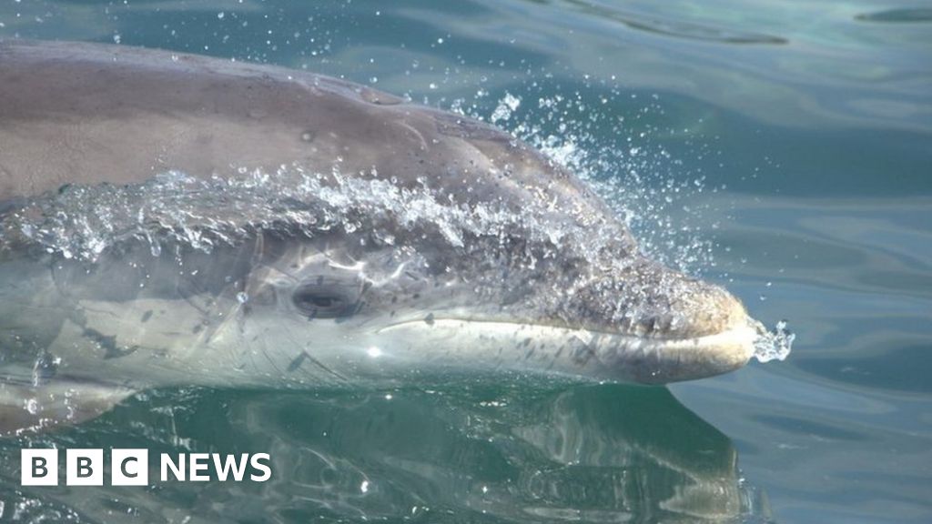 'Dolphin snot' used to look at health of pod off Gower - BBC News