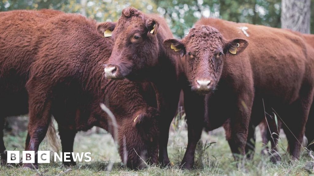 Cattle introduced to first RSPB New Forest woodland reserve - BBC News