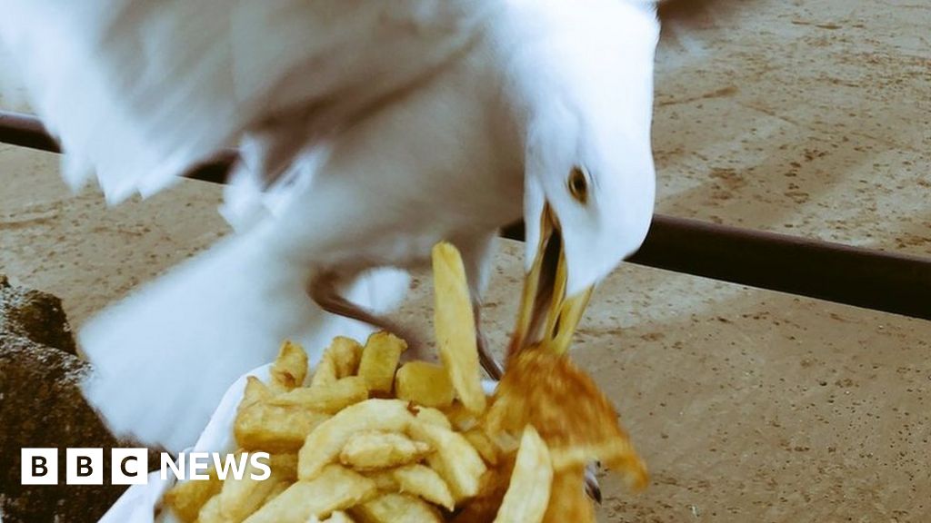 Cheeky seagull caught stealing fish and chips in Tenby - BBC News