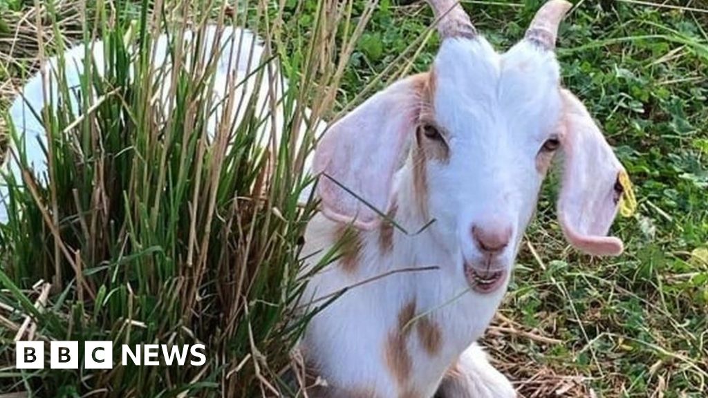 Bristol Royate Hill Nature Reserve celebrates grazing goats' arrival ...