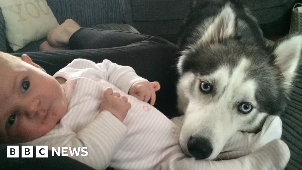 Dogs 'voluntarily surrendered' after Redcar beach attack