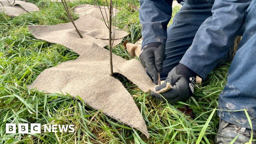 Isle of Man developer plants 5,000-tree wood at urban site - BBC News