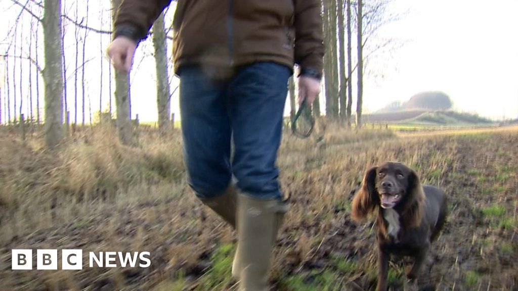 Darcy wins PDSA pet survivor of the year - BBC News