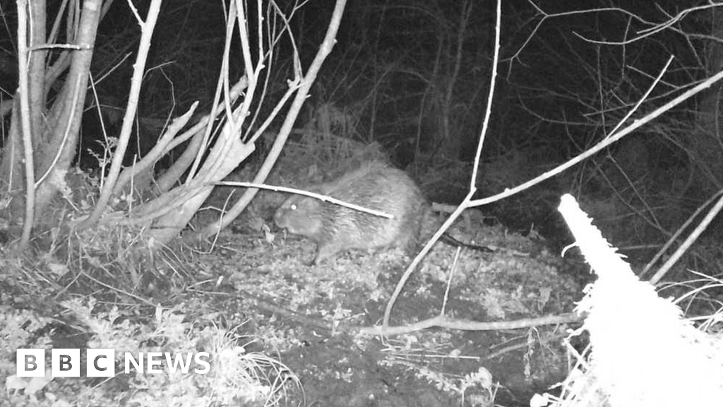 Beaver found at Cornwall's Helman Tor nature reserve - BBC News