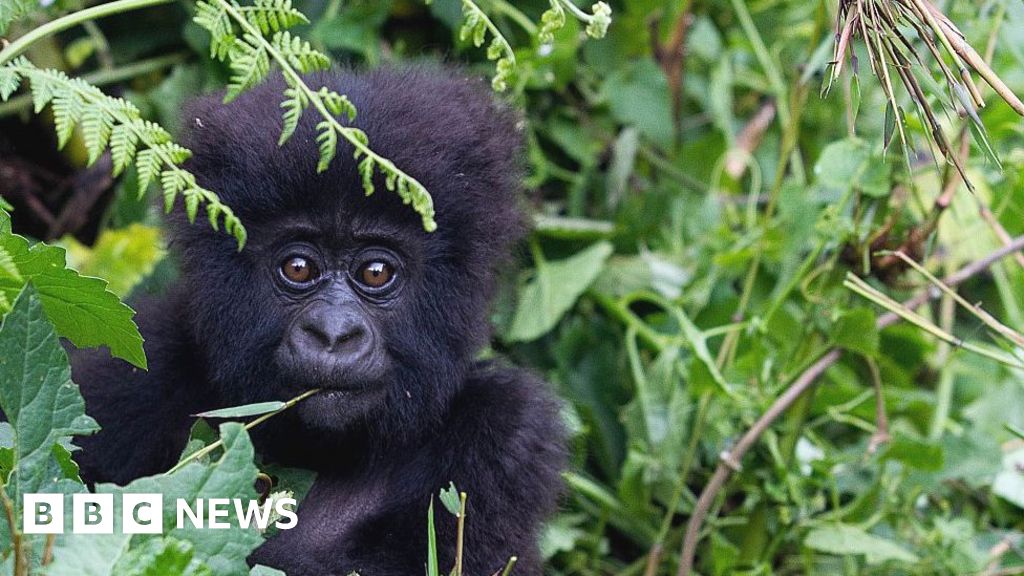 Coronavirus: Calls to protect great apes from threat of infection - BBC ...