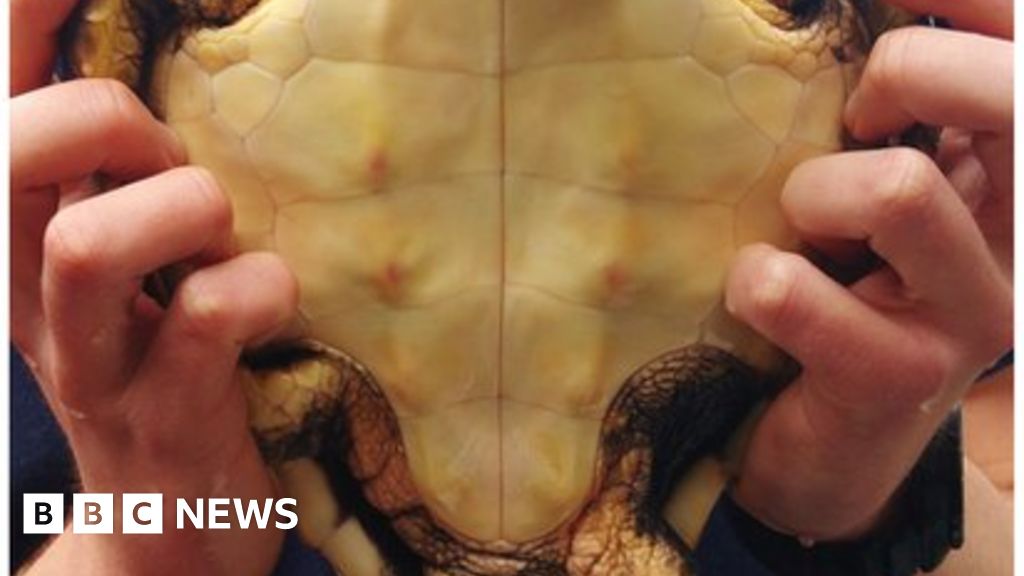 Cornwall loggerhead turtle: Stranded Tallulah heads to Mediterranean ...
