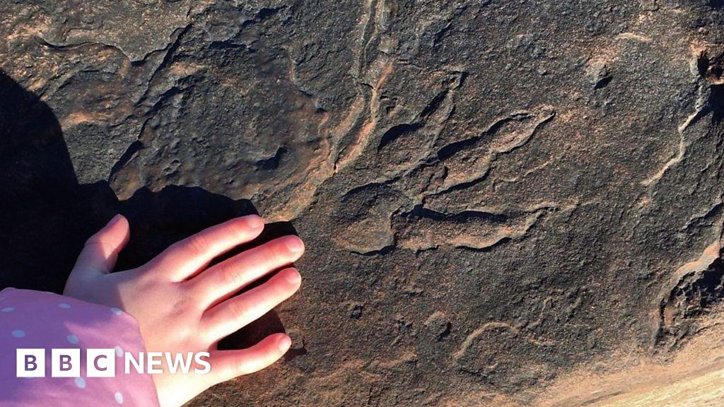 Dinosaur footprint found by girl, 4, to go on display - BBC News