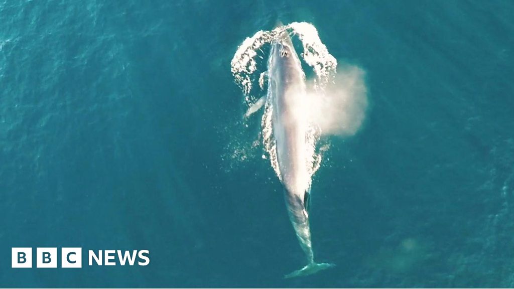 Drone's eye view of whale lunch - BBC News
