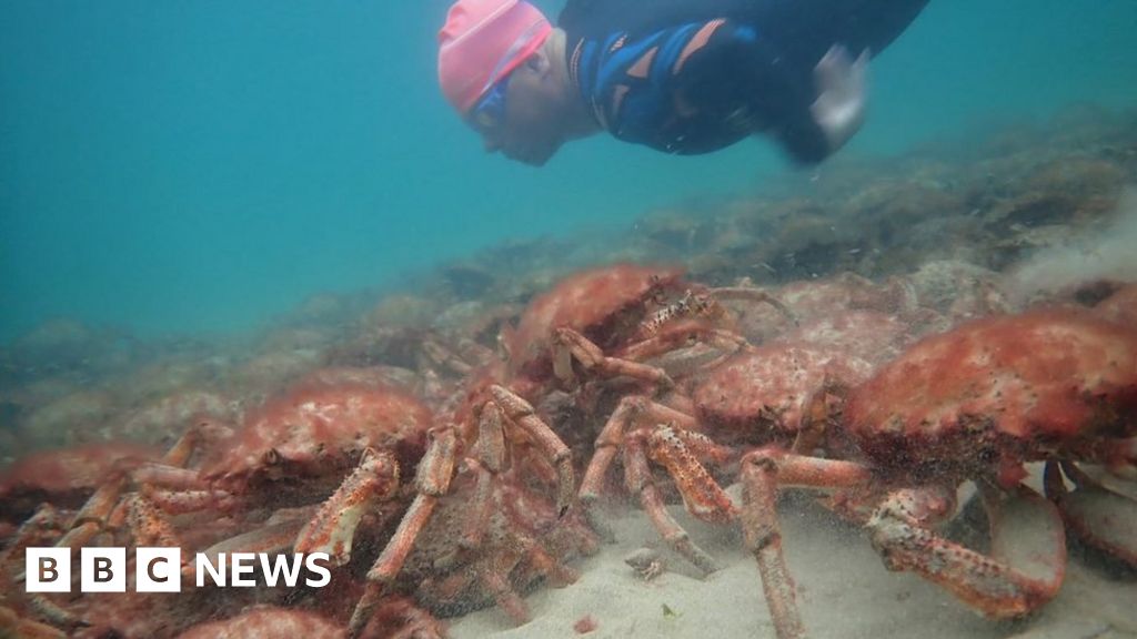 Call to report sightings of spider crabs off Cornwall - BBC News