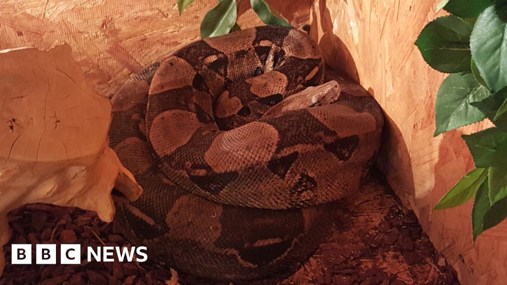 Whitehaven missing snake turns up at home - BBC News