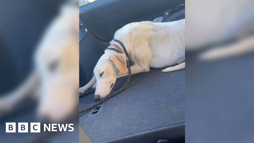 Dog dies after being thrown from moving truck in Nottinghamshire - BBC News