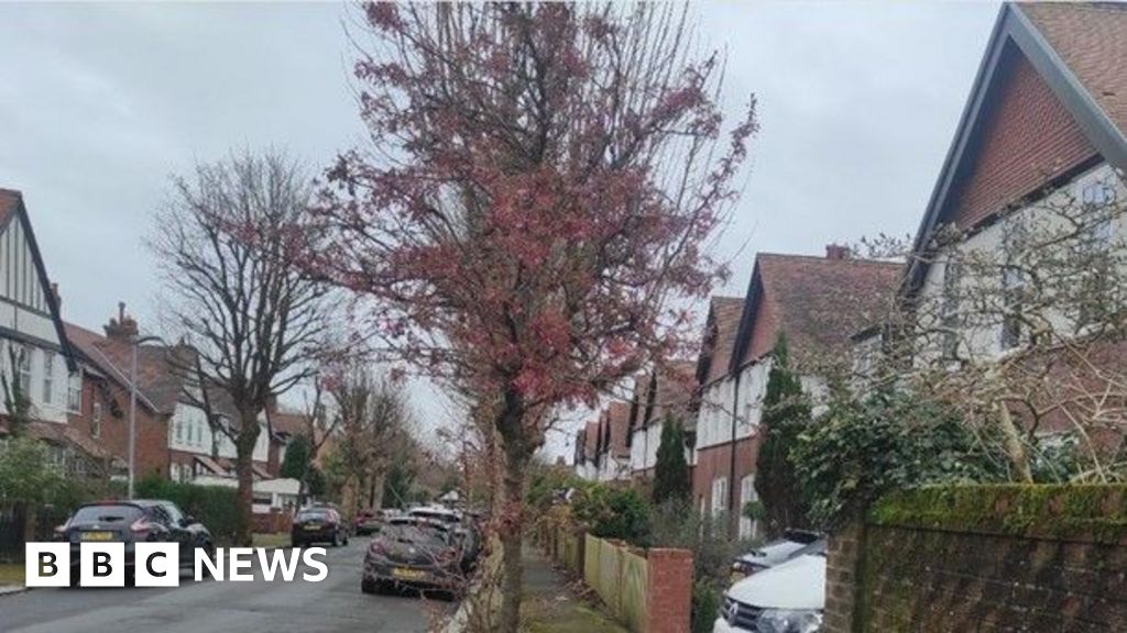 Barrow tree felling 'paused' amid complaints - BBC News