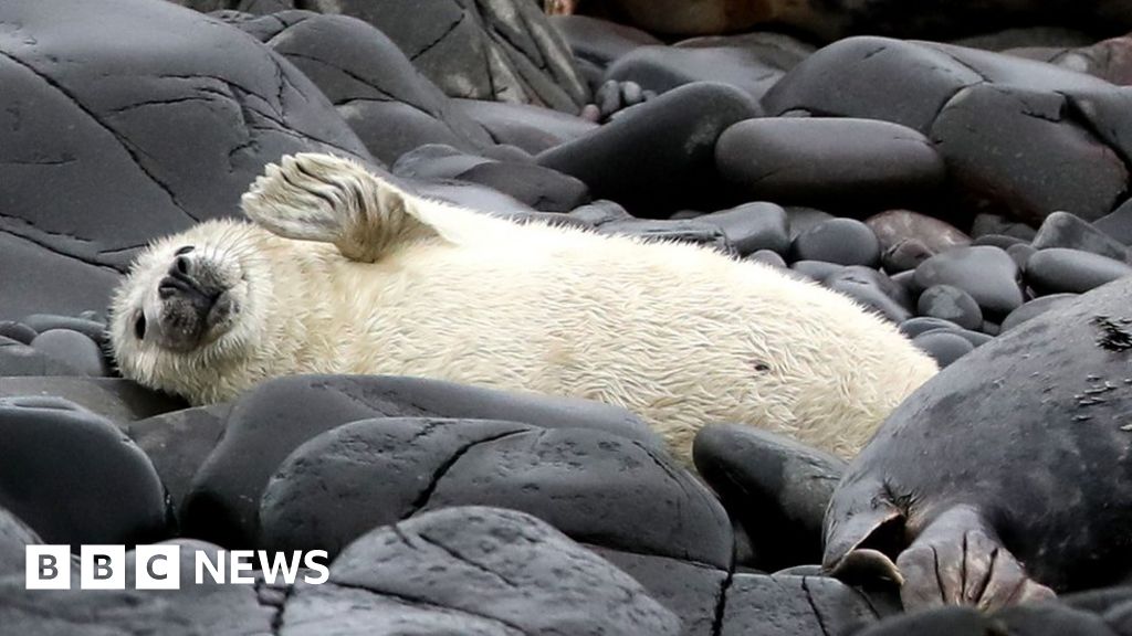 Farne Islands seal pup census under way - BBC News