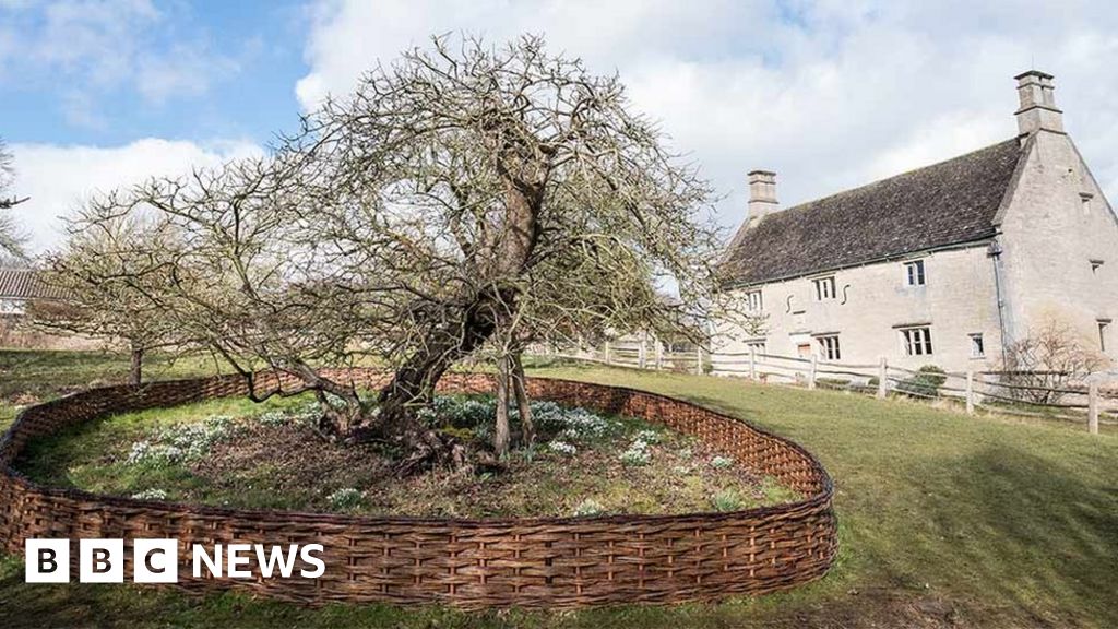 Sir Isaac Newton tree 'clones' to inspire Loughborough students - BBC News