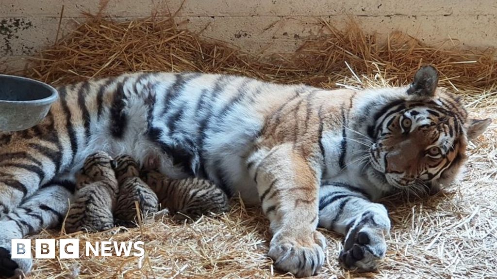 Rare Amur tiger cubs born at Highland Wildlife Park - BBC News