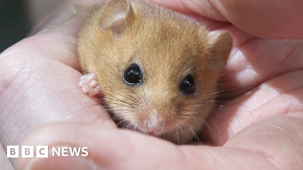Nottinghamshire woodland is new home for rare dormice