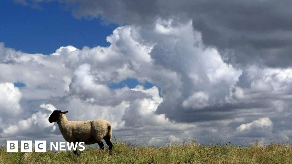 Common grazing rules standardised - BBC News