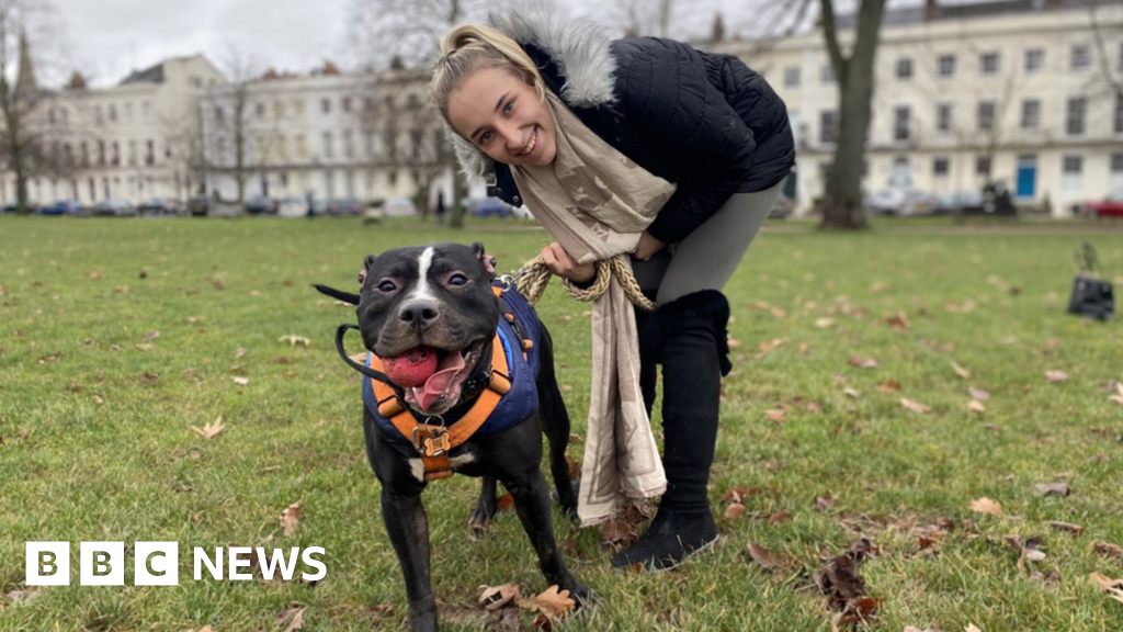 Cheltenham American bully XL owner spends £1k to keep dogs
