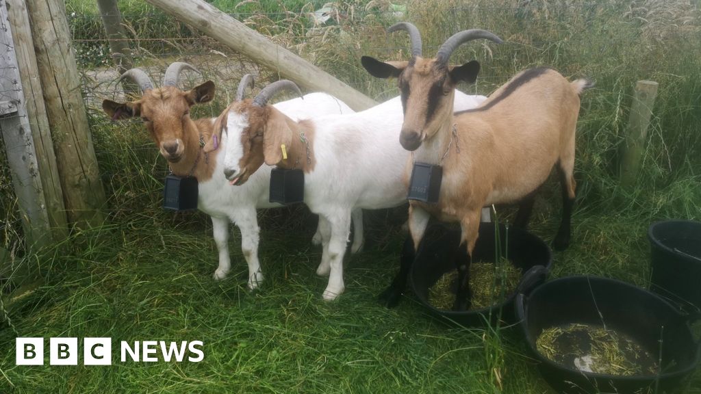 The Northumberland goats with GPS - no kidding - BBC News