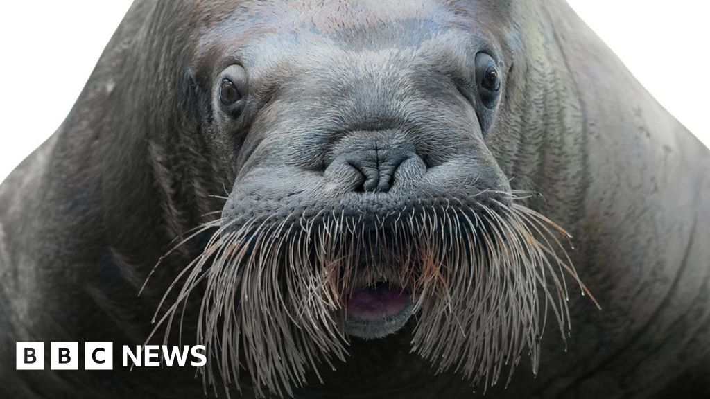 NI newspaper review: Benefits battle, Brexit cakes and big hair