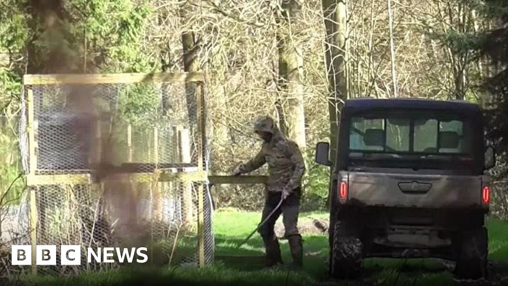 North Yorkshire gamekeeper admits beating buzzard to death - BBC News