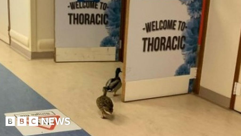 Ducks found waddling round Royal Bournemouth Hospital - BBC News