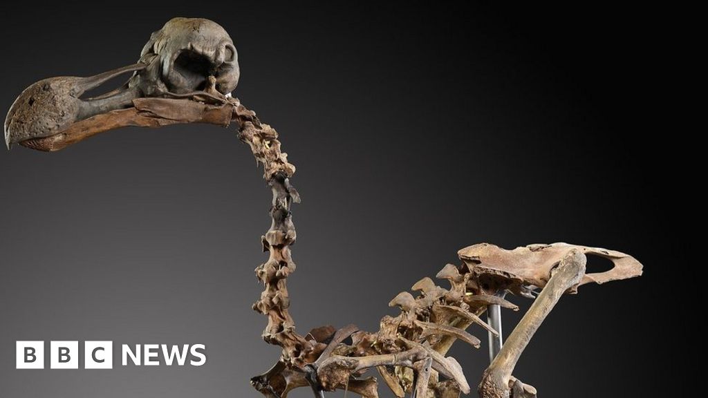 Rare dodo skeleton to be auctioned in West Sussex - BBC News