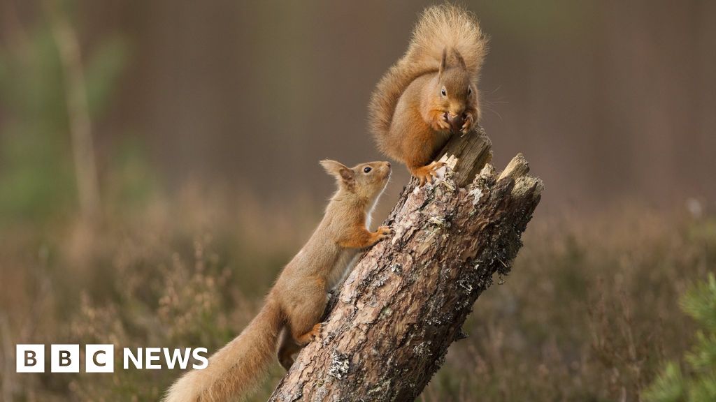 Relocated squirrels moving to new areas, says charity - BBC News