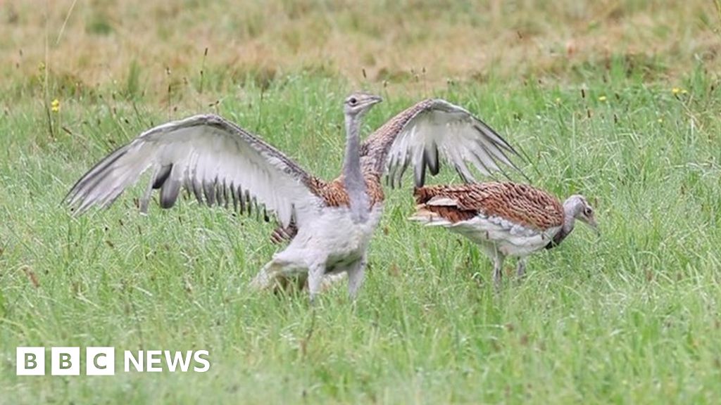 Bustard eggs rescued from harvester on Salisbury Plain - BBC News