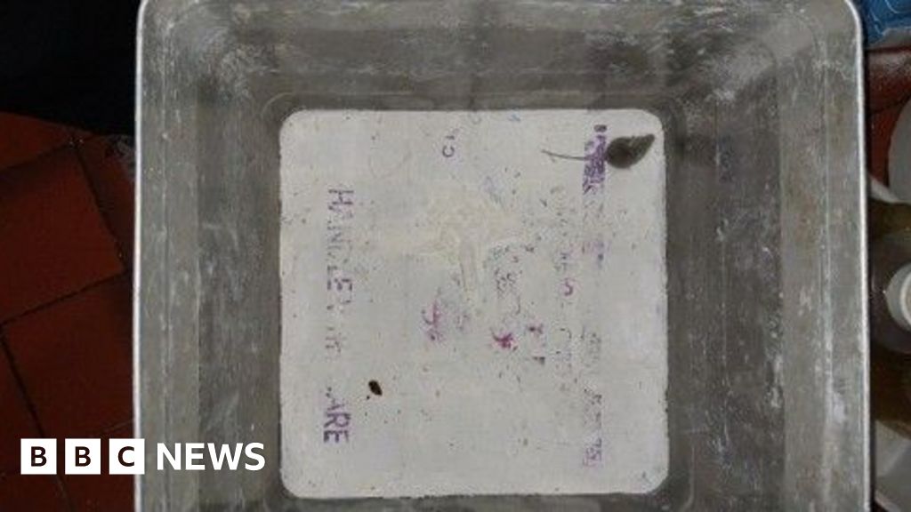 Live mouse found in food container at 'filthy' Chinese takeaway - BBC News