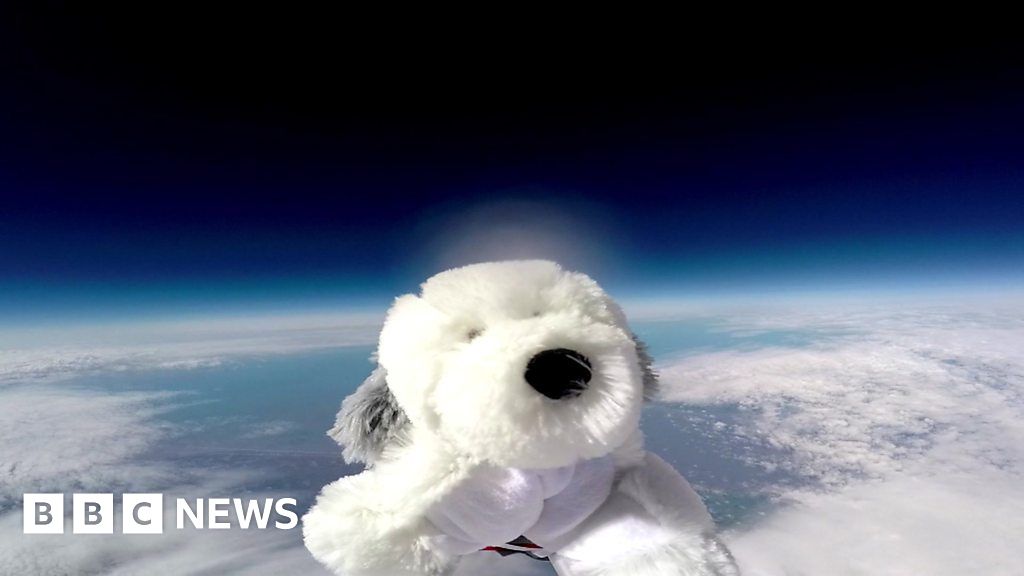 Sam the dog has not come back from space - BBC News