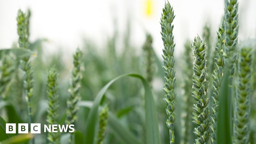 Scientists apply for GM wheat trial in UK - BBC News