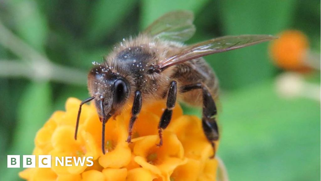 Your Pictures in Wales: 6-12 July 2016 - BBC News