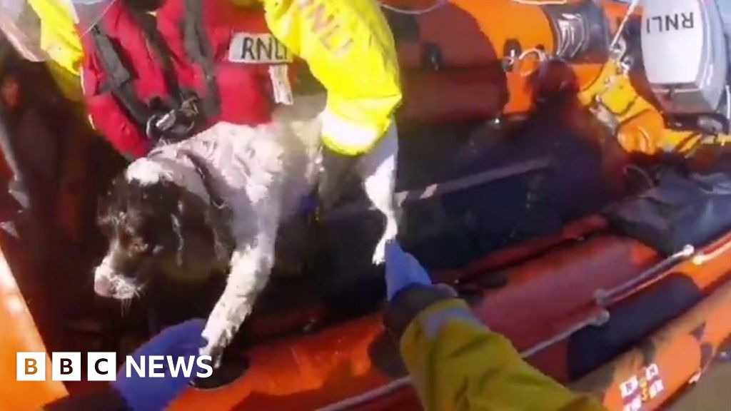 Rhyl RNLI crew pick up dog half a mile out to sea - BBC News