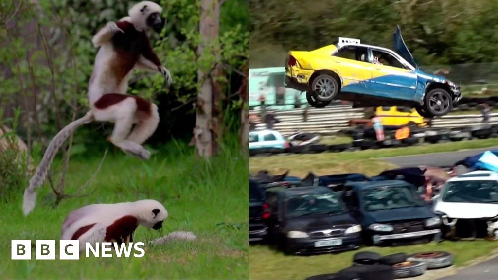 ICYMI: Dancing lemurs and car jumping championships