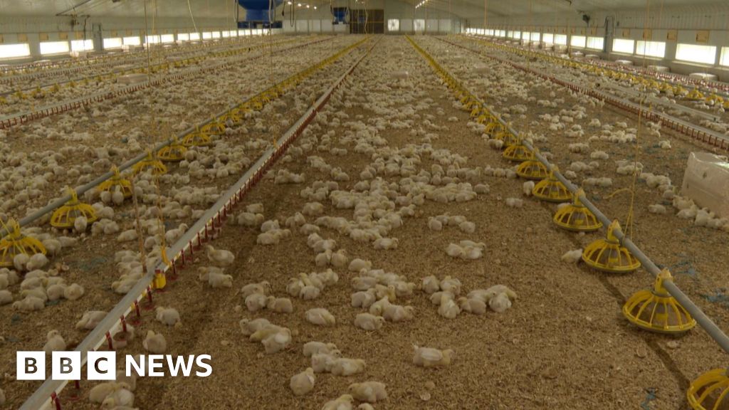 Methwold 'megafarm' plans are unlawful, say campaigners - BBC News