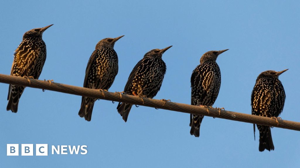 Starling murmuration filmed in Cambridgeshire by drone operator
