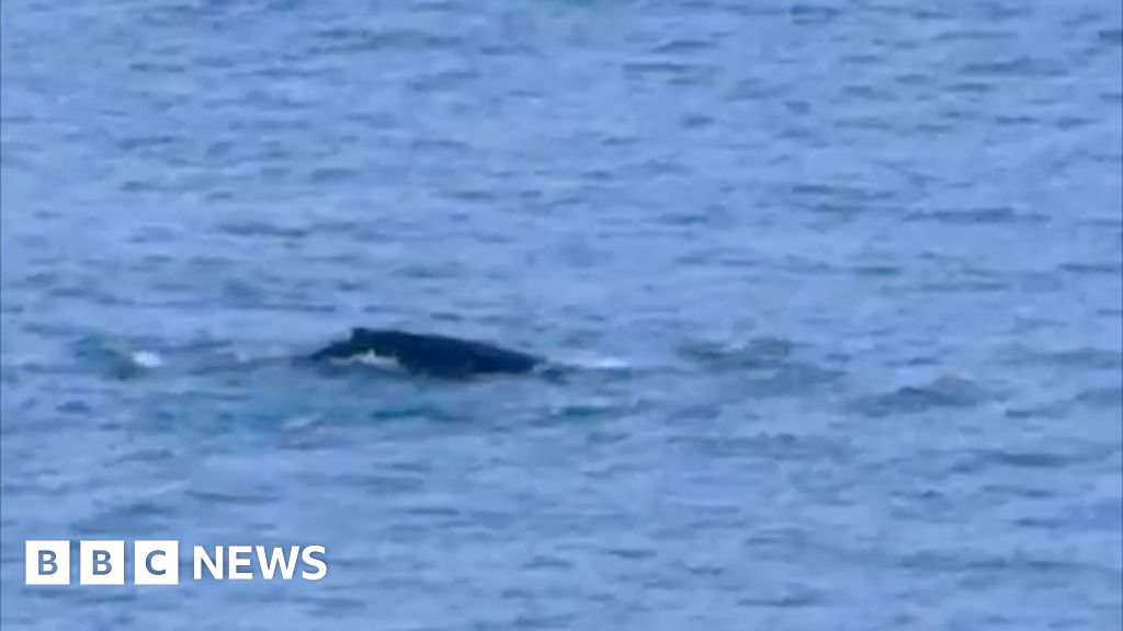 Humpback whale seen off Welsh coast at Pwll Deri - BBC News