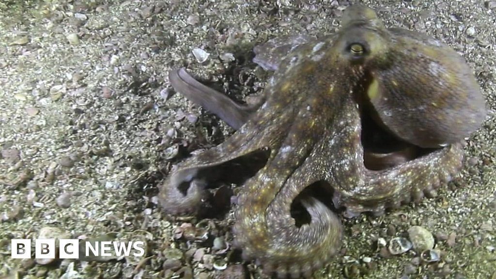 How the octopus is inspiring keyhole surgical tools - BBC News