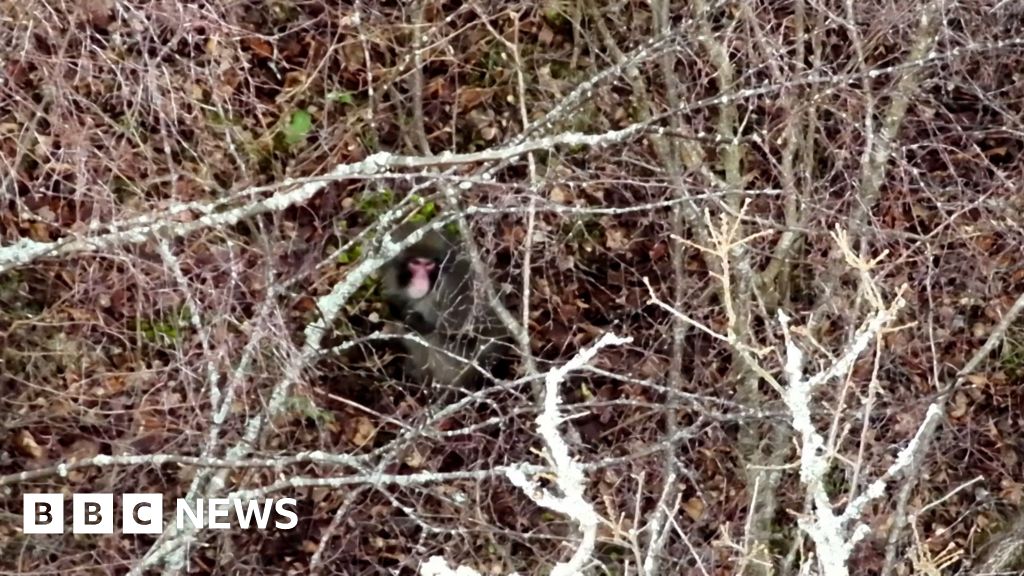 Escaped monkey spotted for second time by drone in Highlands - BBC News