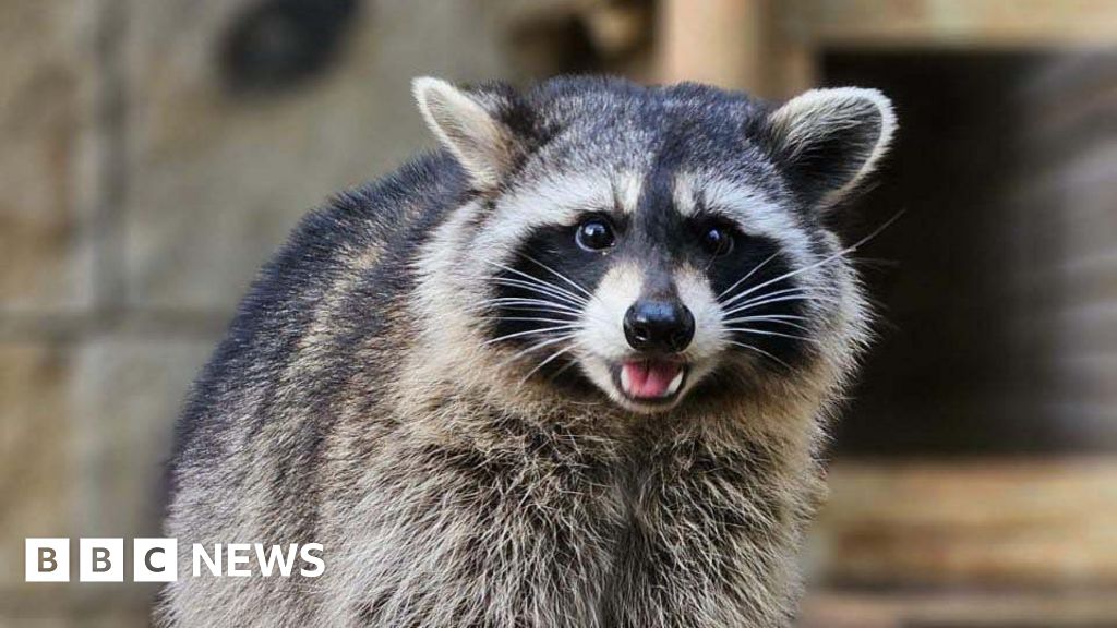 Isle of Wight: Four raccoons escape from Amazon World zoo